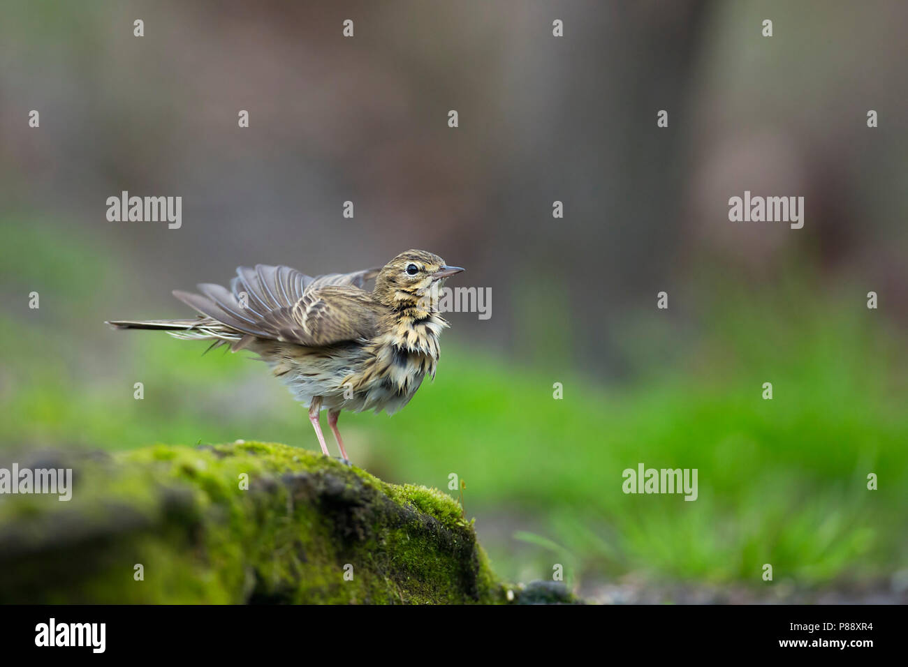 Woodland pipit hi-res stock photography and images - Alamy