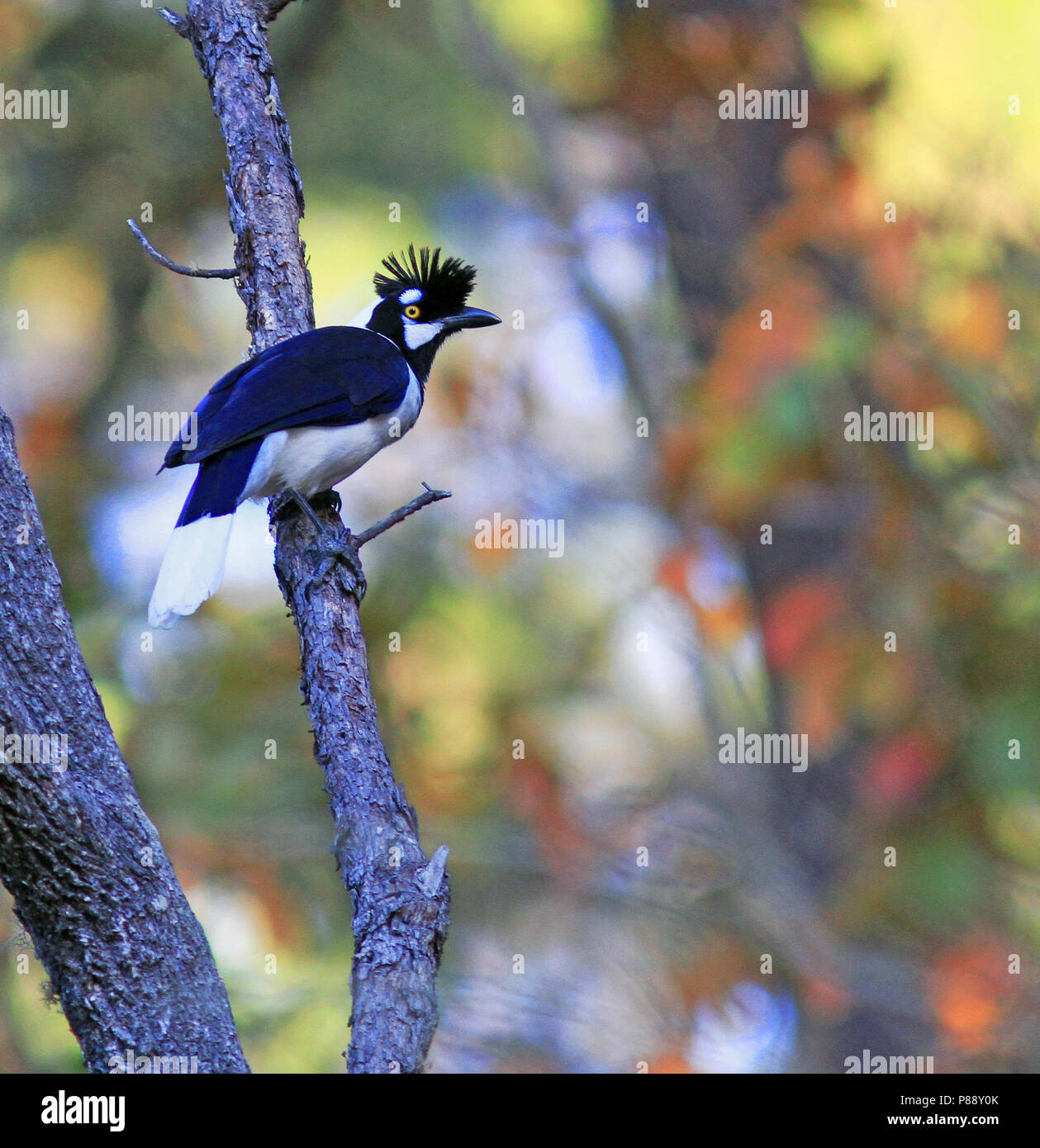 Cyanocorax dickeyi hi-res stock photography and images - Alamy