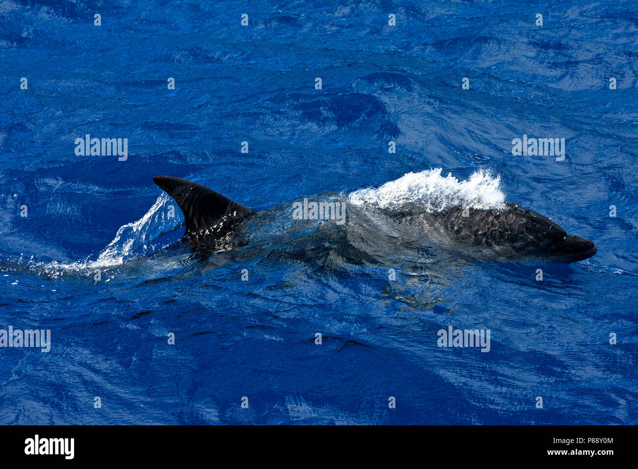 Tuimelaar hi-res stock photography and images - Alamy