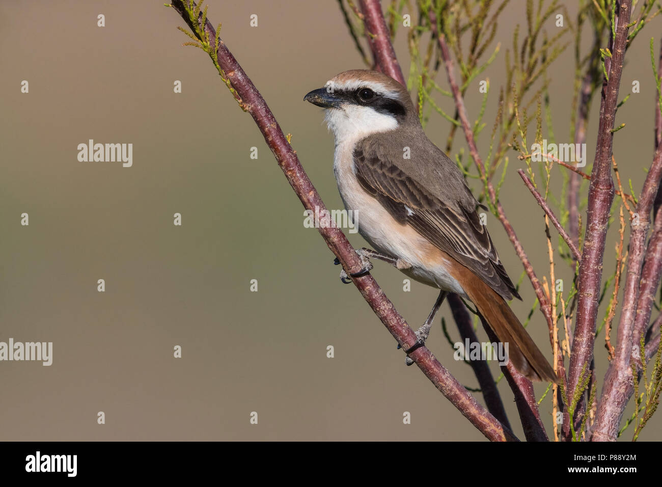 Red tailed shrike hi-res stock photography and images - Alamy