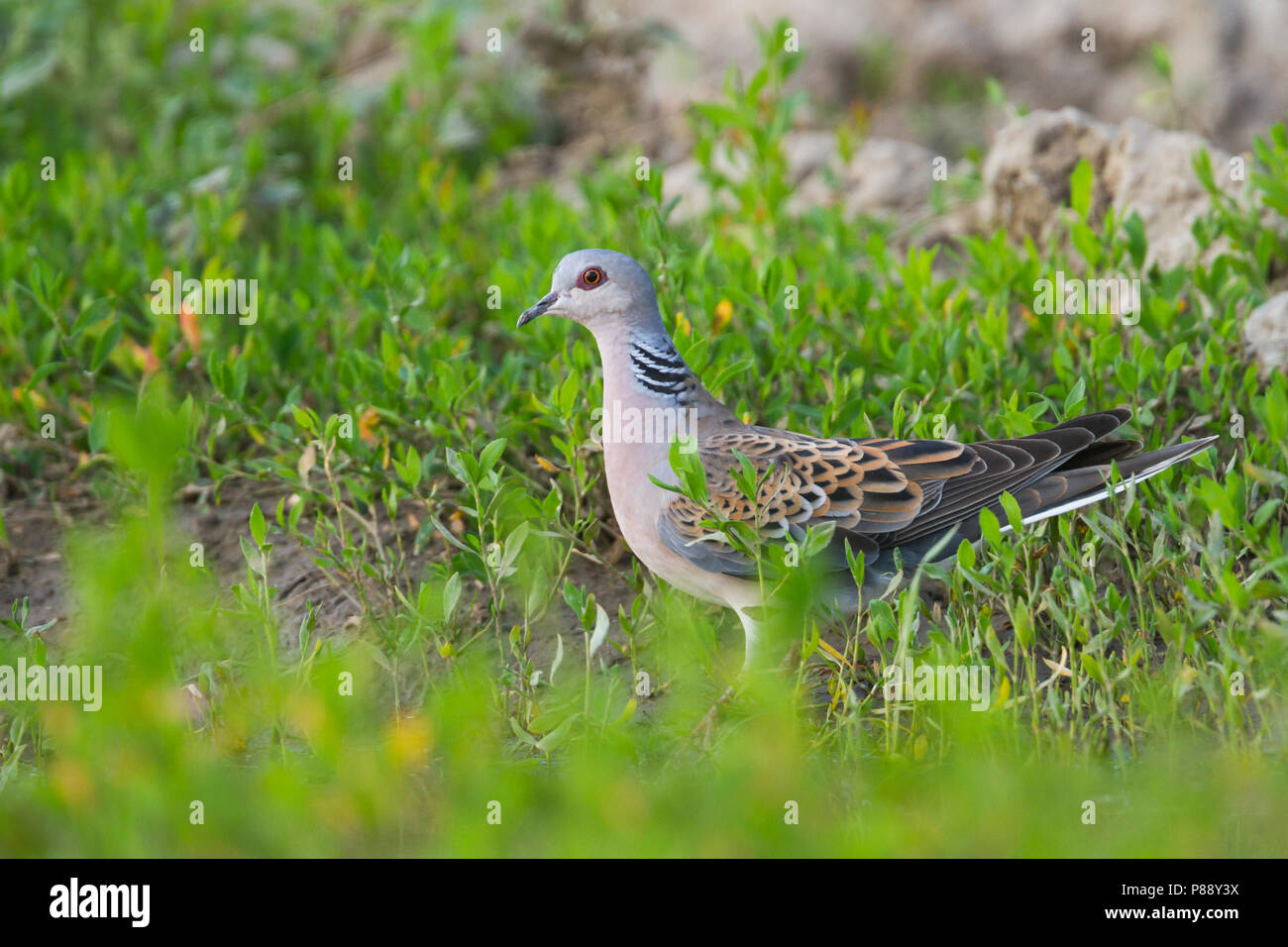 Turtle Dove, Zomertortel, Streptopelia turtur ssp. turtur, Hungary ...