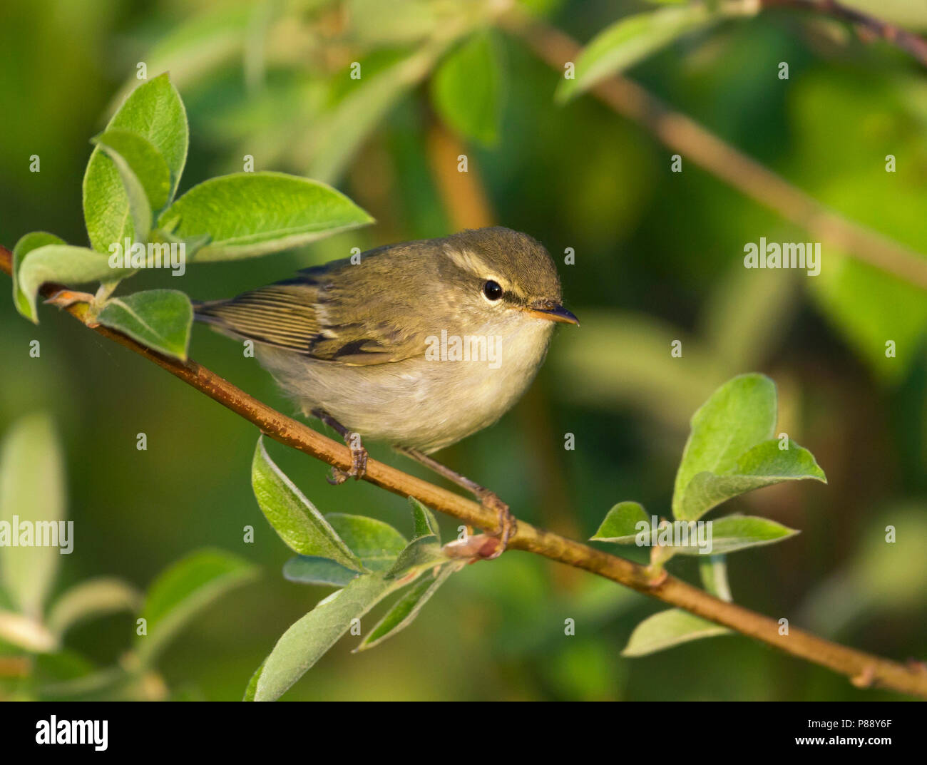 Two-barred Warbler (Phylloscopus plumbeitarsus), Russia (Baikal) adult ...