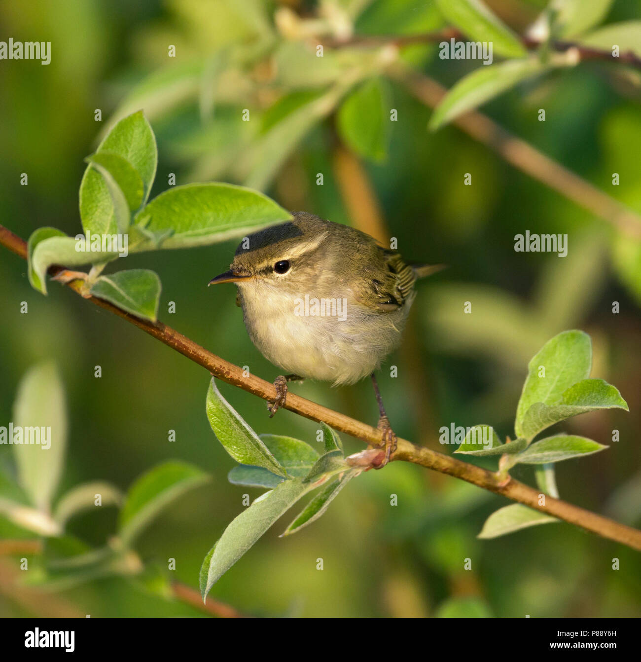 Phylloscopus plumbeitarsus hi-res stock photography and images - Alamy