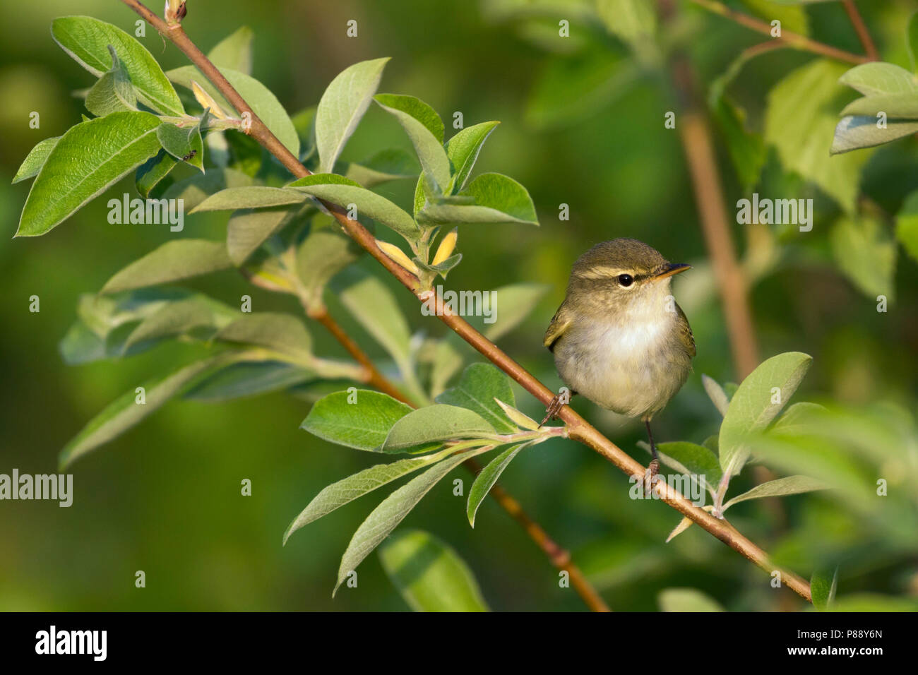 Phylloscopus plumbeitarsus hi-res stock photography and images - Alamy