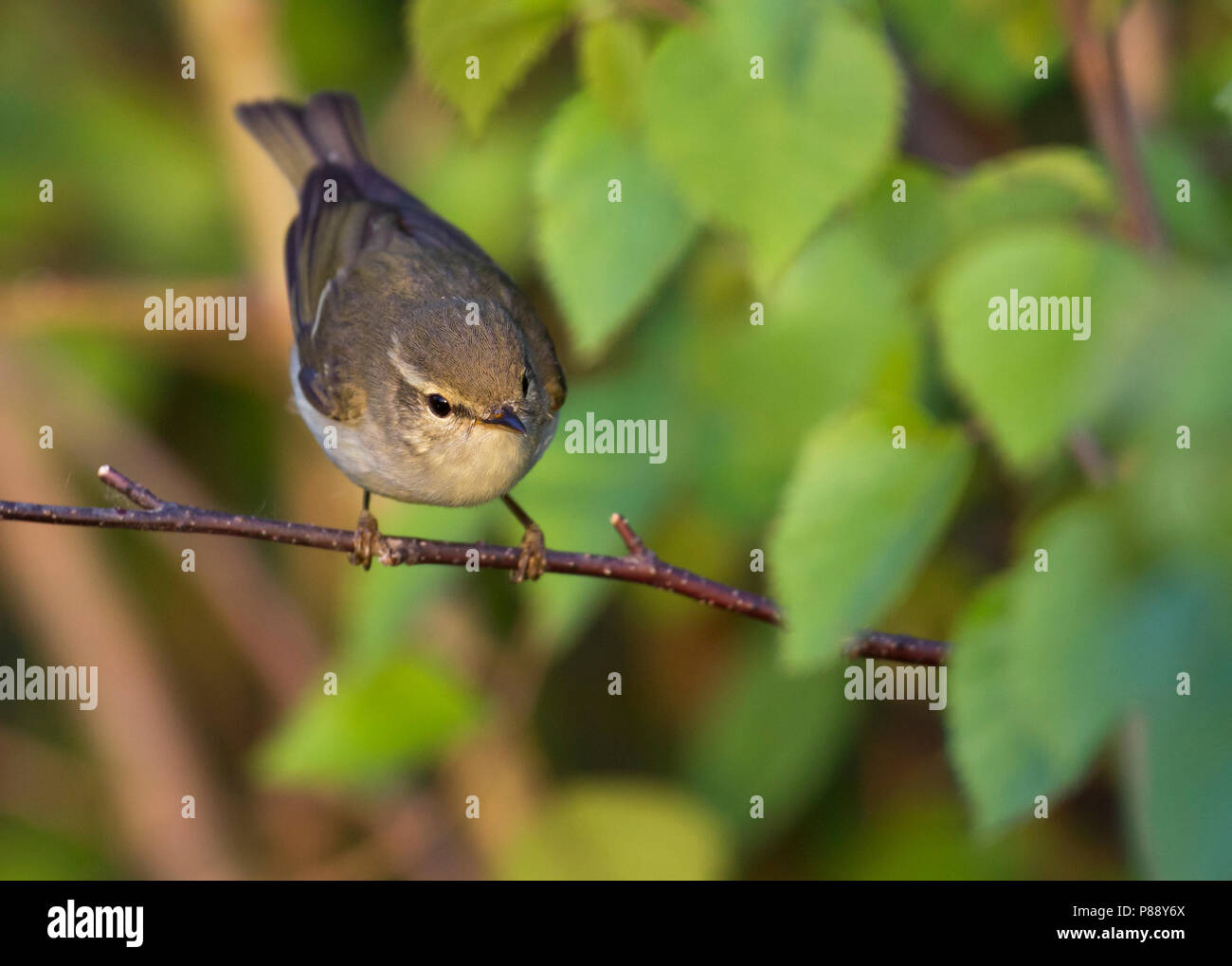 Two-barred Warbler (Phylloscopus plumbeitarsus), Russia (Baikal) adult ...