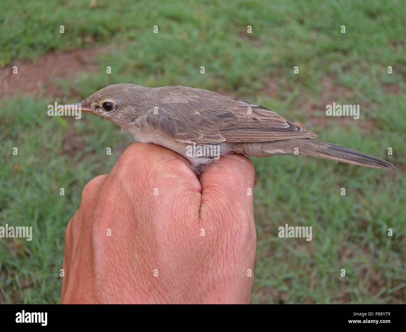 Grote vale spotvogel hi-res stock photography and images - Alamy