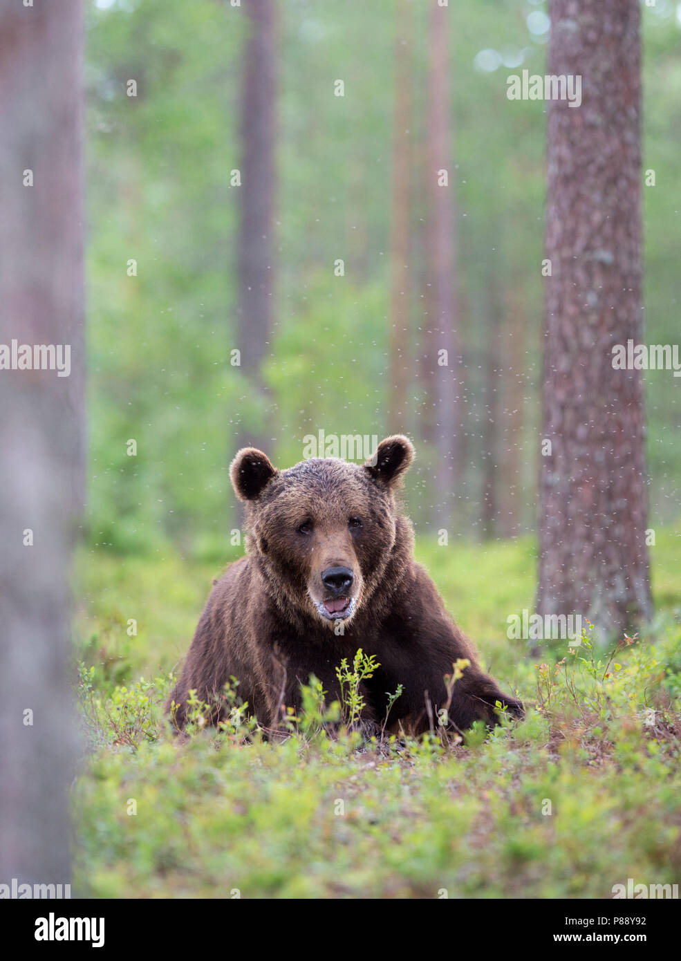 Ursus beer hi-res stock photography and images - Alamy