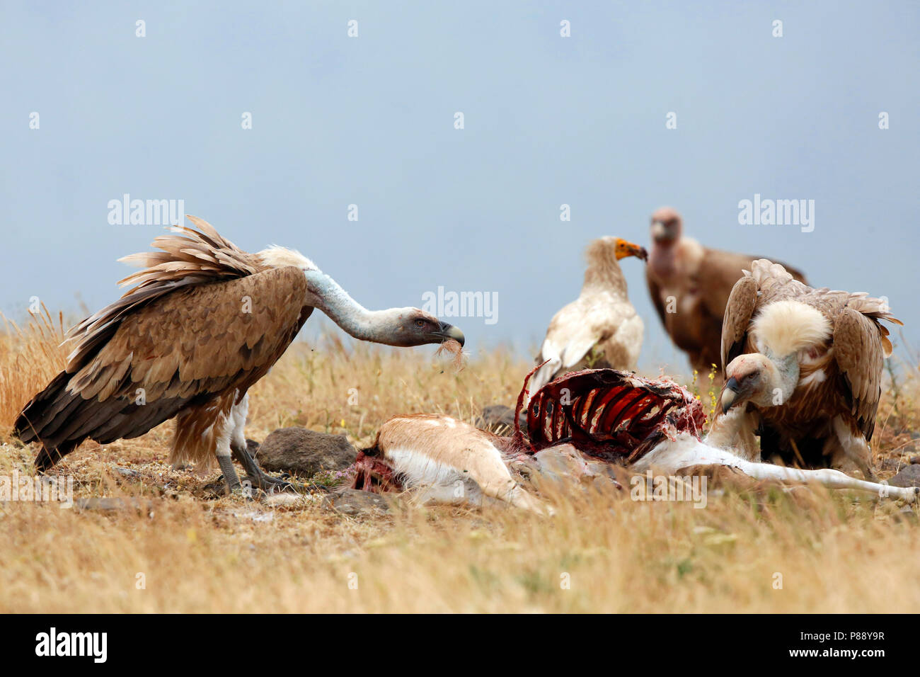 Kadaver hi-res stock photography and images - Alamy