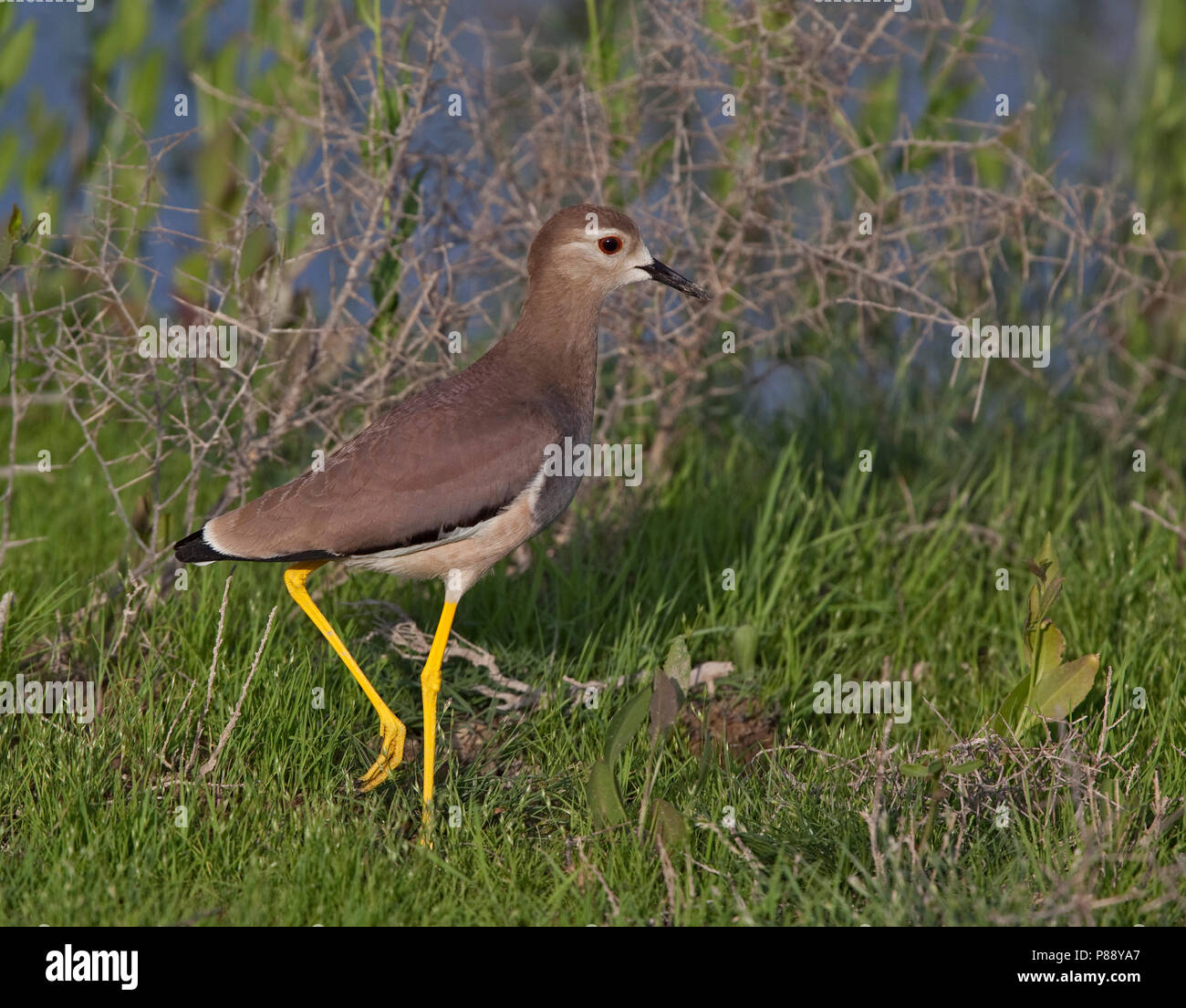 White-tailed Lapwing (Vanellus leucurus Stock Photo - Alamy
