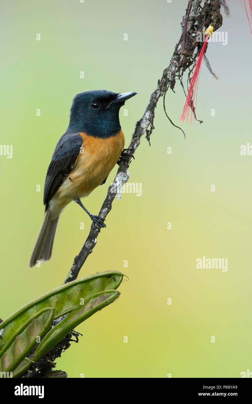 Vanikoro Flycatcher (Myiagra vanikorensis)on Fiji island Stock Photo ...