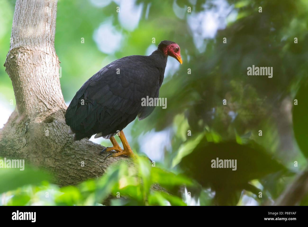 Megapode hi-res stock photography and images - Alamy