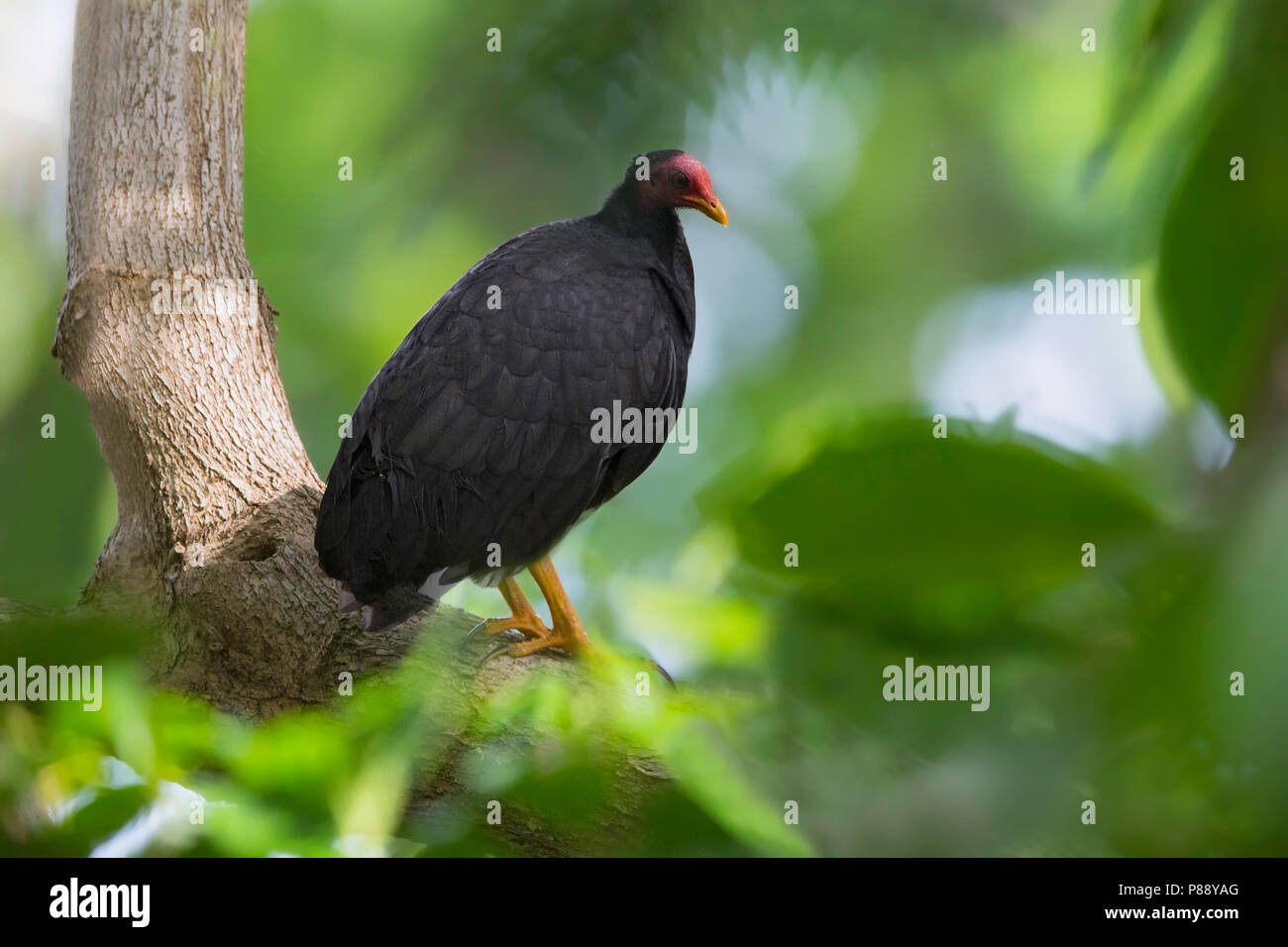 Megapode hi-res stock photography and images - Alamy