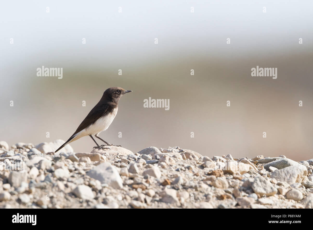 Variable Wheatear - Elstersteinschmätzer - Oenanthe picata, Oman ...