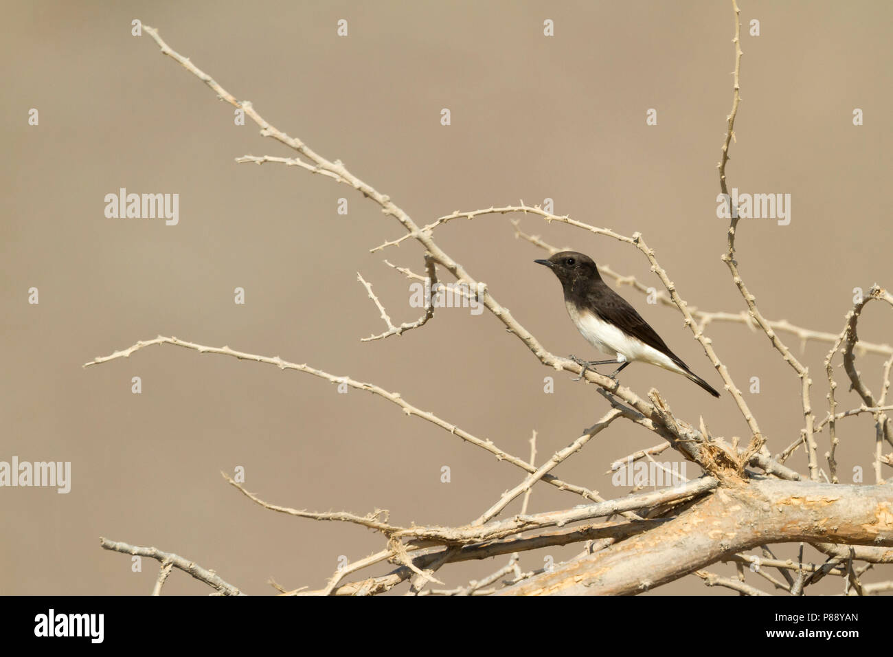 Variable Wheatear - Elstersteinschmätzer - Oenanthe picata, Oman ...
