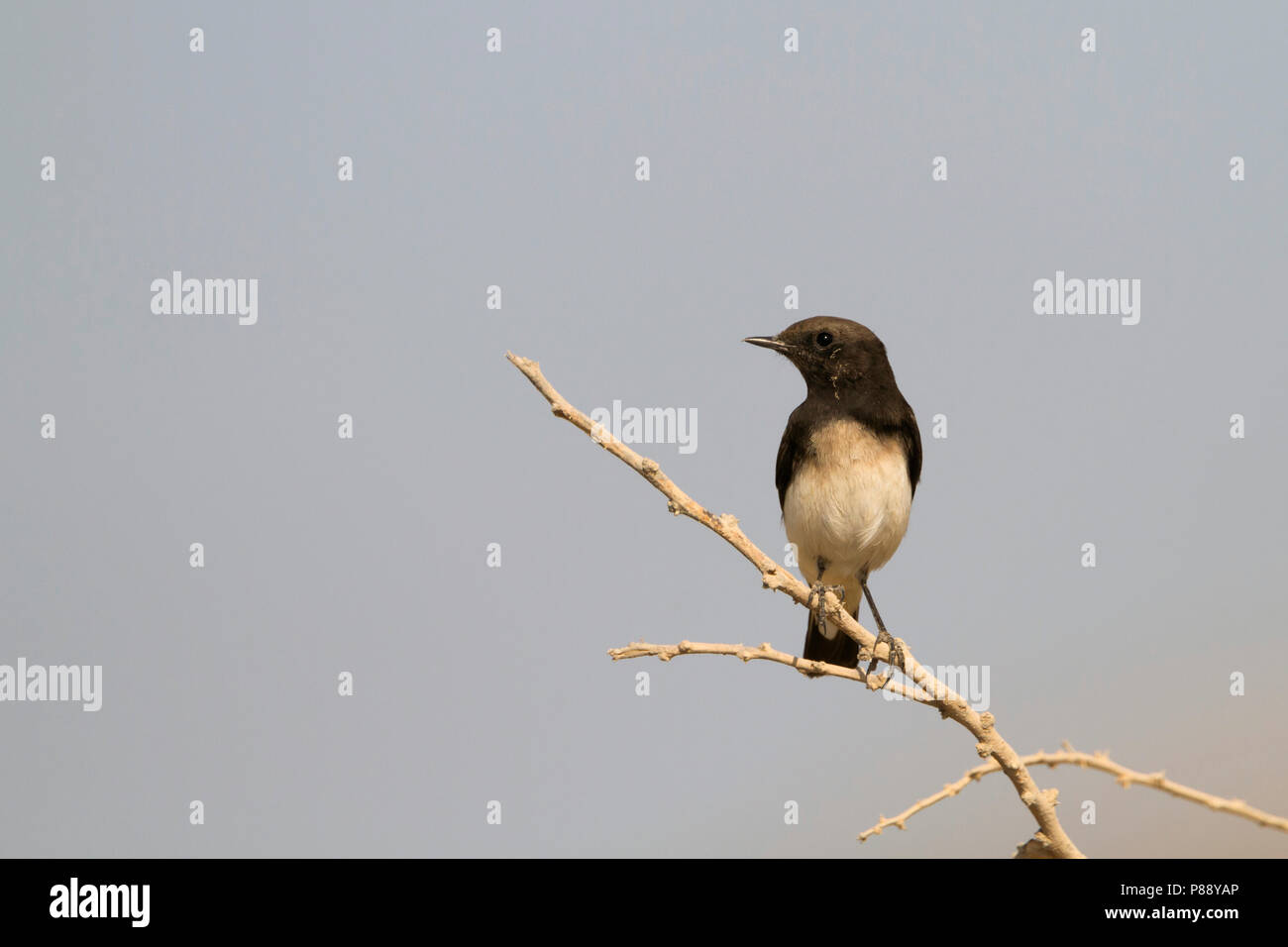 Picatatapuit hi-res stock photography and images - Alamy