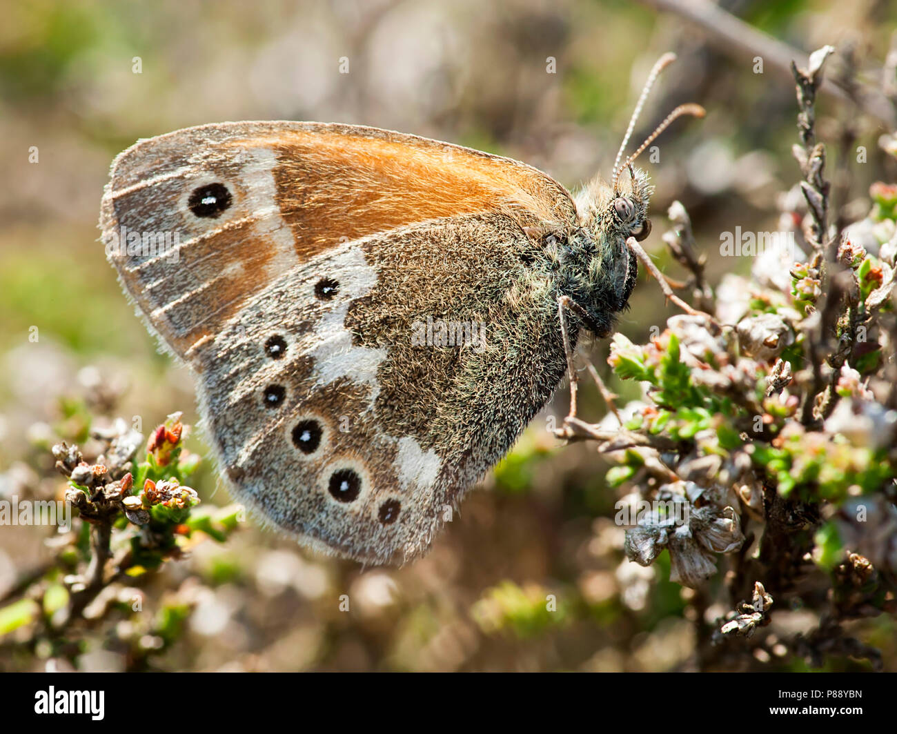 Large heath butterfly hi-res stock photography and images - Alamy