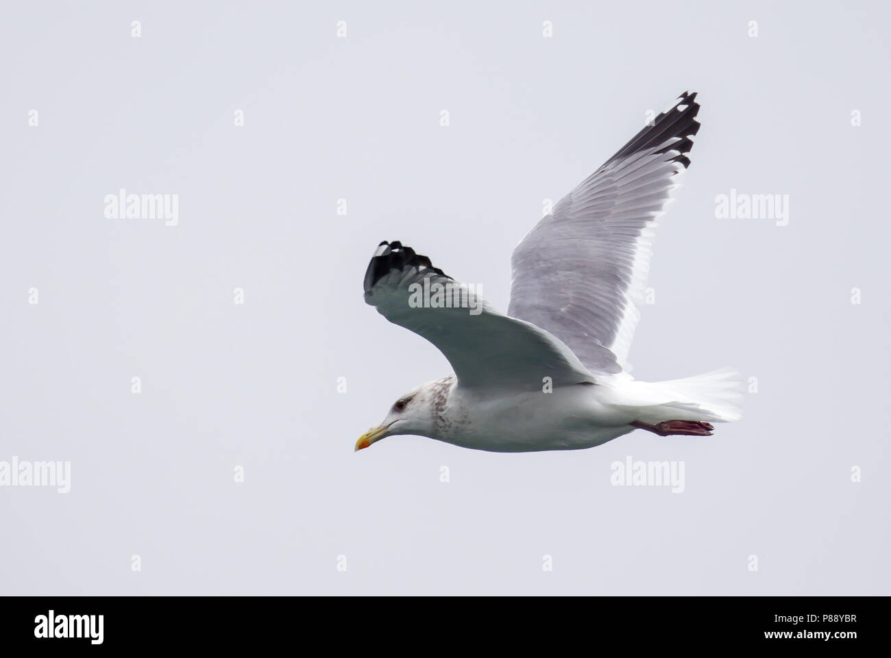 Vega Gull (Larus vegae) in flight Stock Photo - Alamy