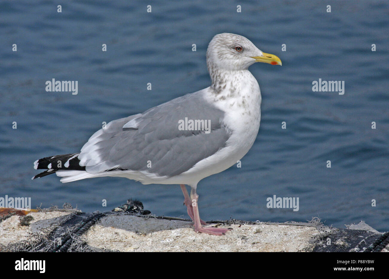 Vega Gull (Larus vegae) wintering in Japan Stock Photo - Alamy