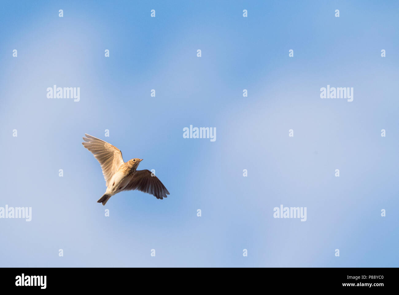 Eurasian Skylark (Alauda arvensis) on migration along the Black Sea ...