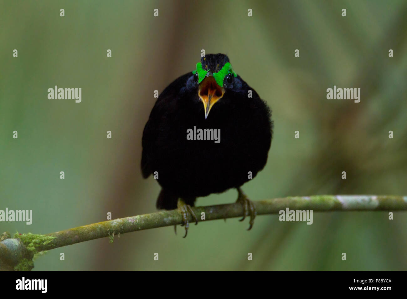 Philepitta hi-res stock photography and images - Alamy