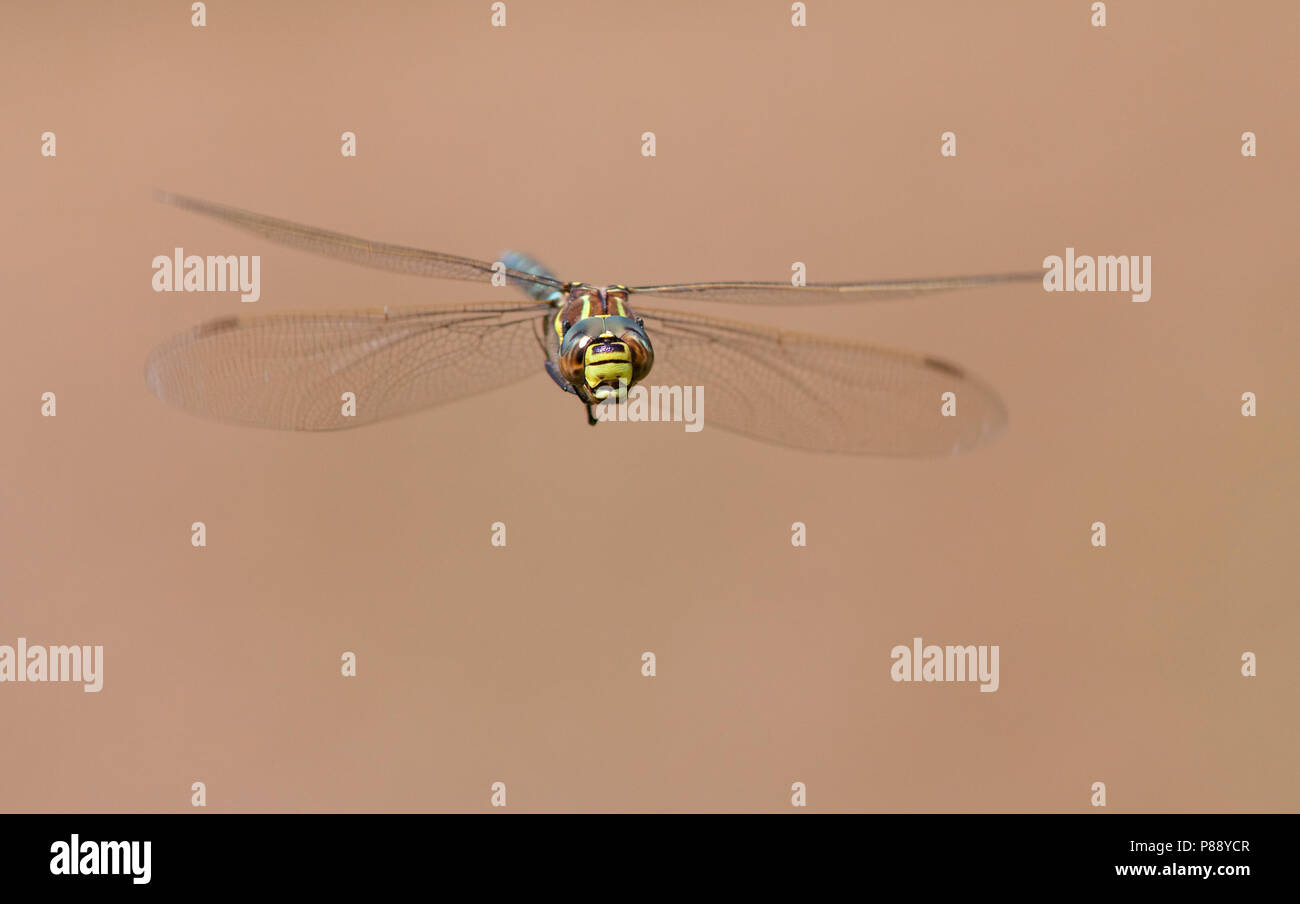 Vliegende imago Venglazenmaker; Flying Adult Moorland Hawker; Flying ...