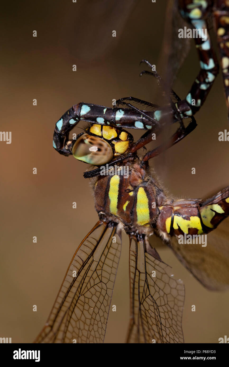 Moorland hawker dragonfly female hi-res stock photography and images ...