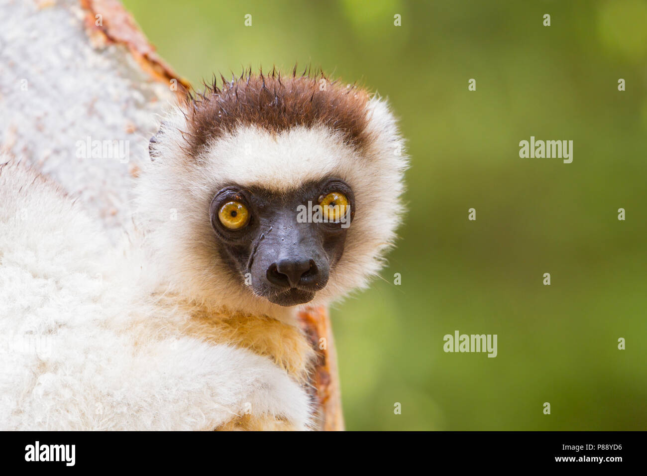 Halfaap hi-res stock photography and images - Alamy
