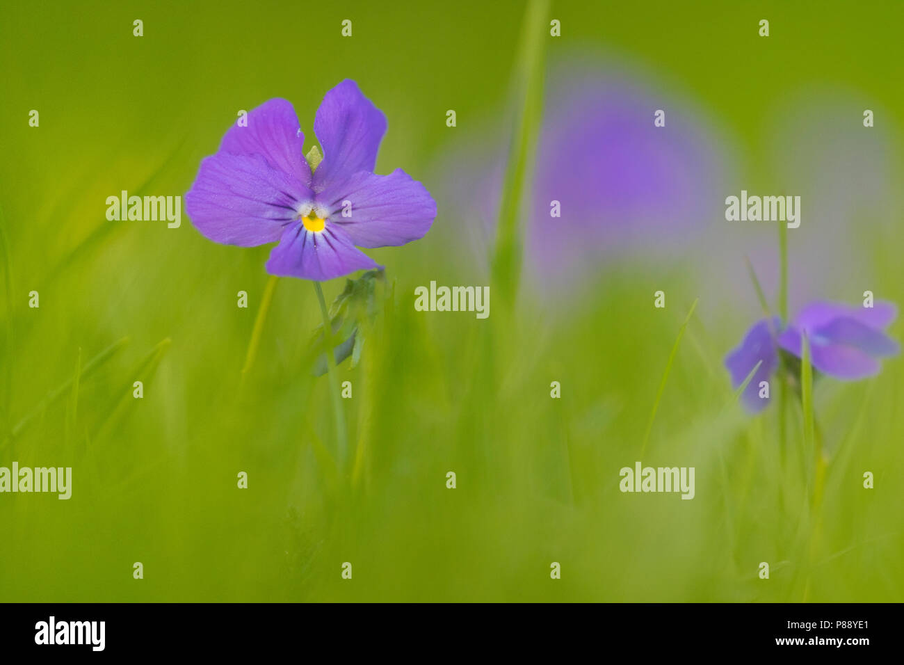 Langsporig viooltje, Long-spurred violet Stock Photo - Alamy