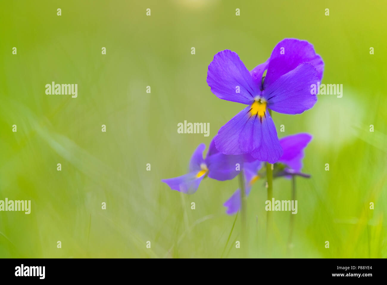 Long spurred flowers hi-res stock photography and images - Alamy