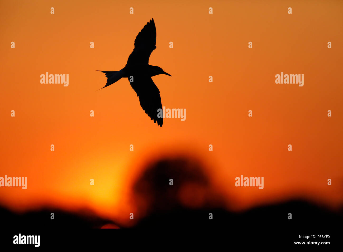 Common Tern flying against a red sunset Stock Photo - Alamy