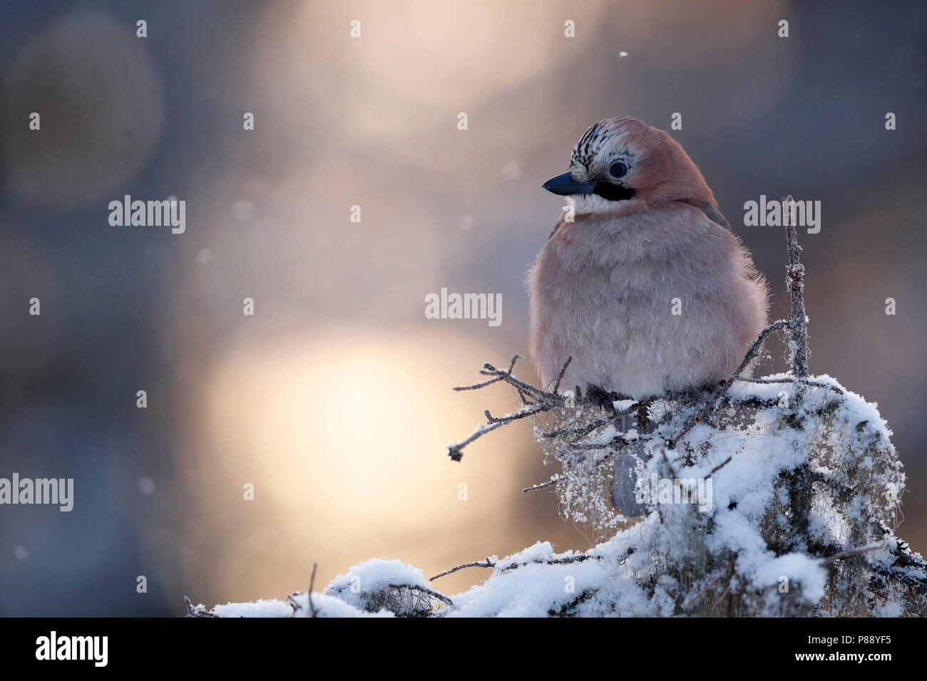 Jay garrulus glandarius hi-res stock photography and images - Alamy