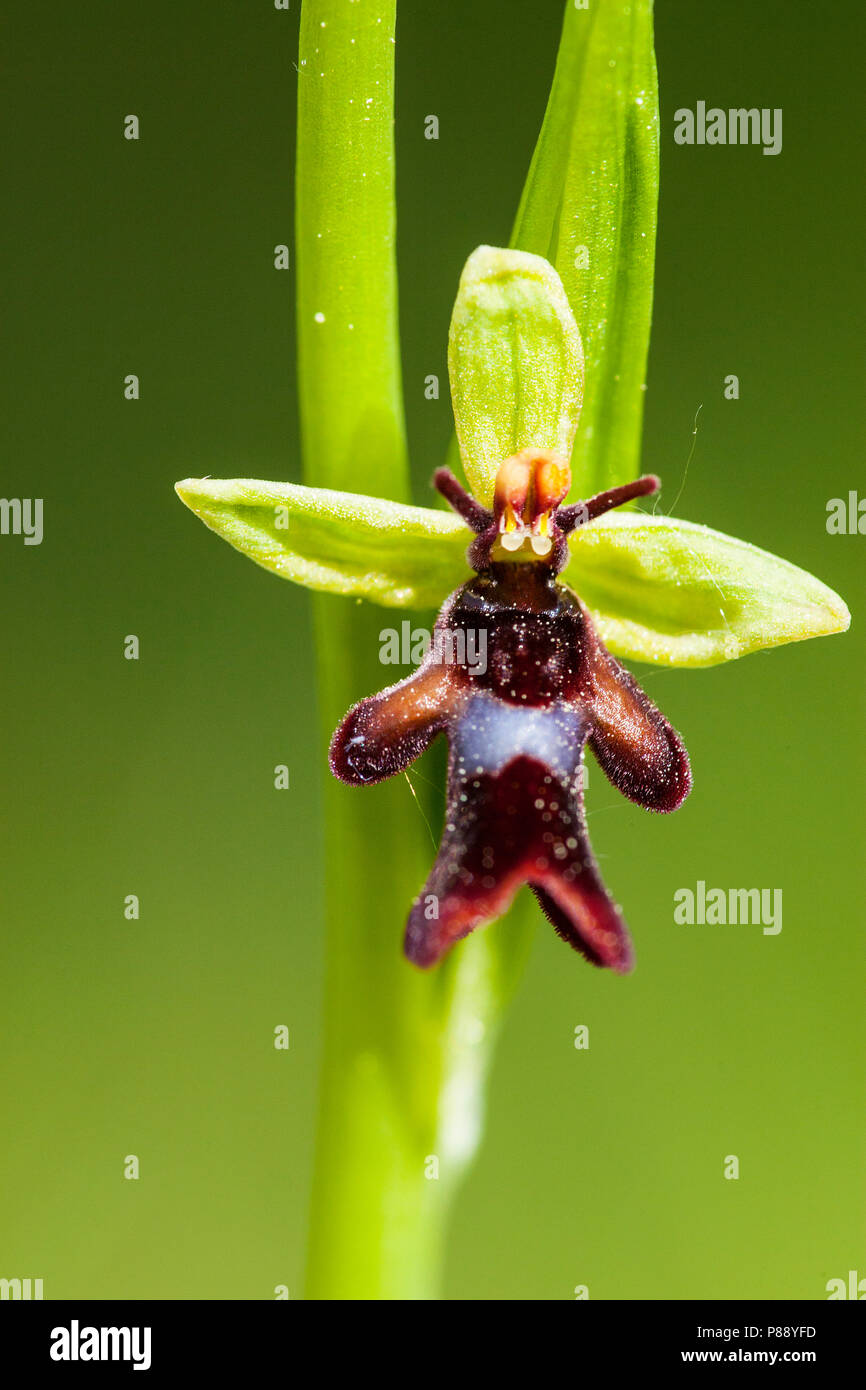 Orchidee insectifera hi-res stock photography and images - Alamy