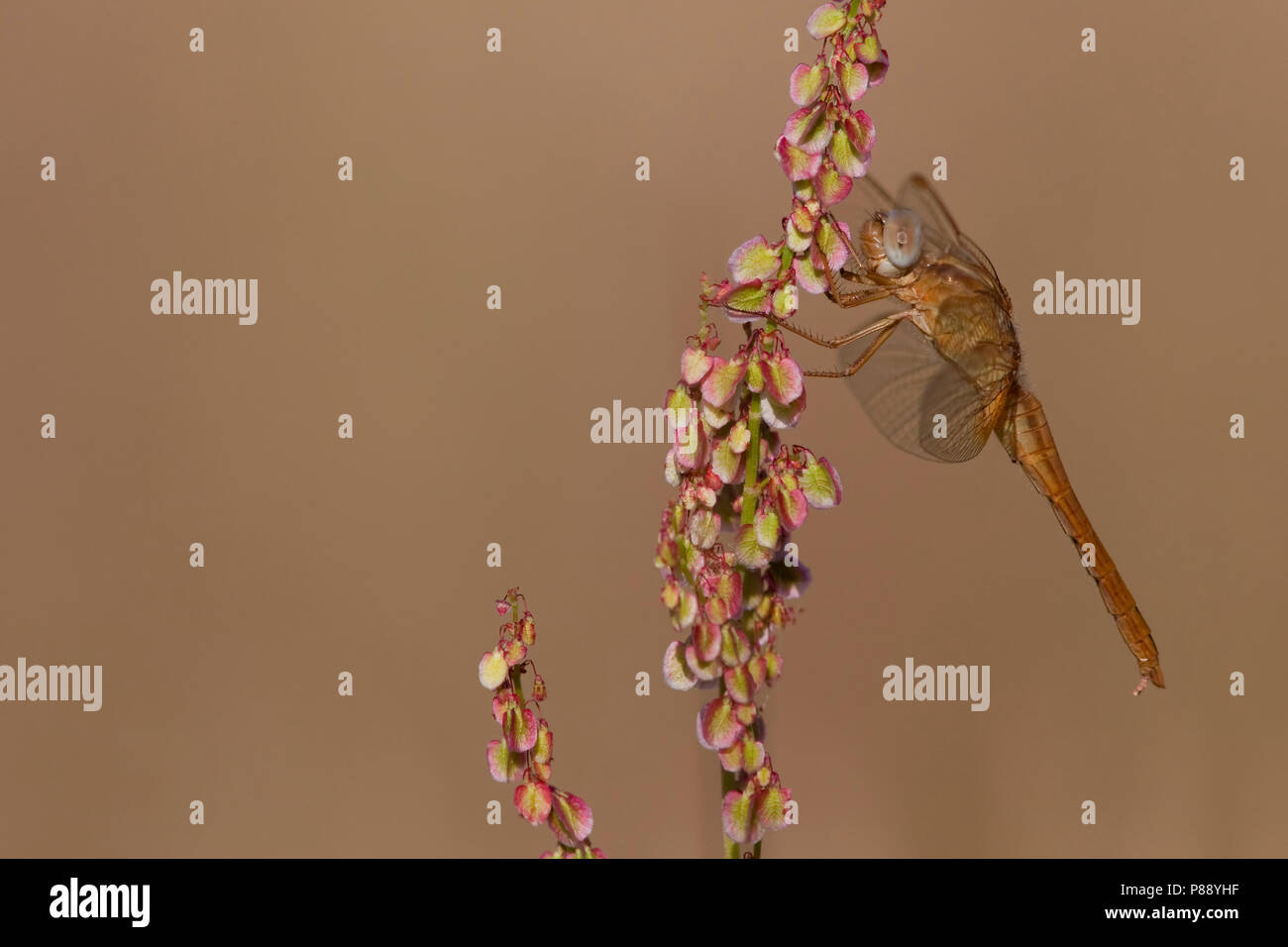 Scarlet dragonflies hi-res stock photography and images - Alamy