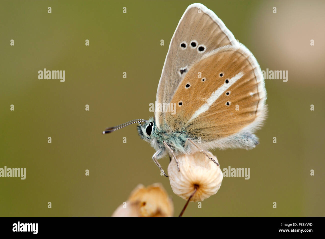 Damon blue hi-res stock photography and images - Alamy