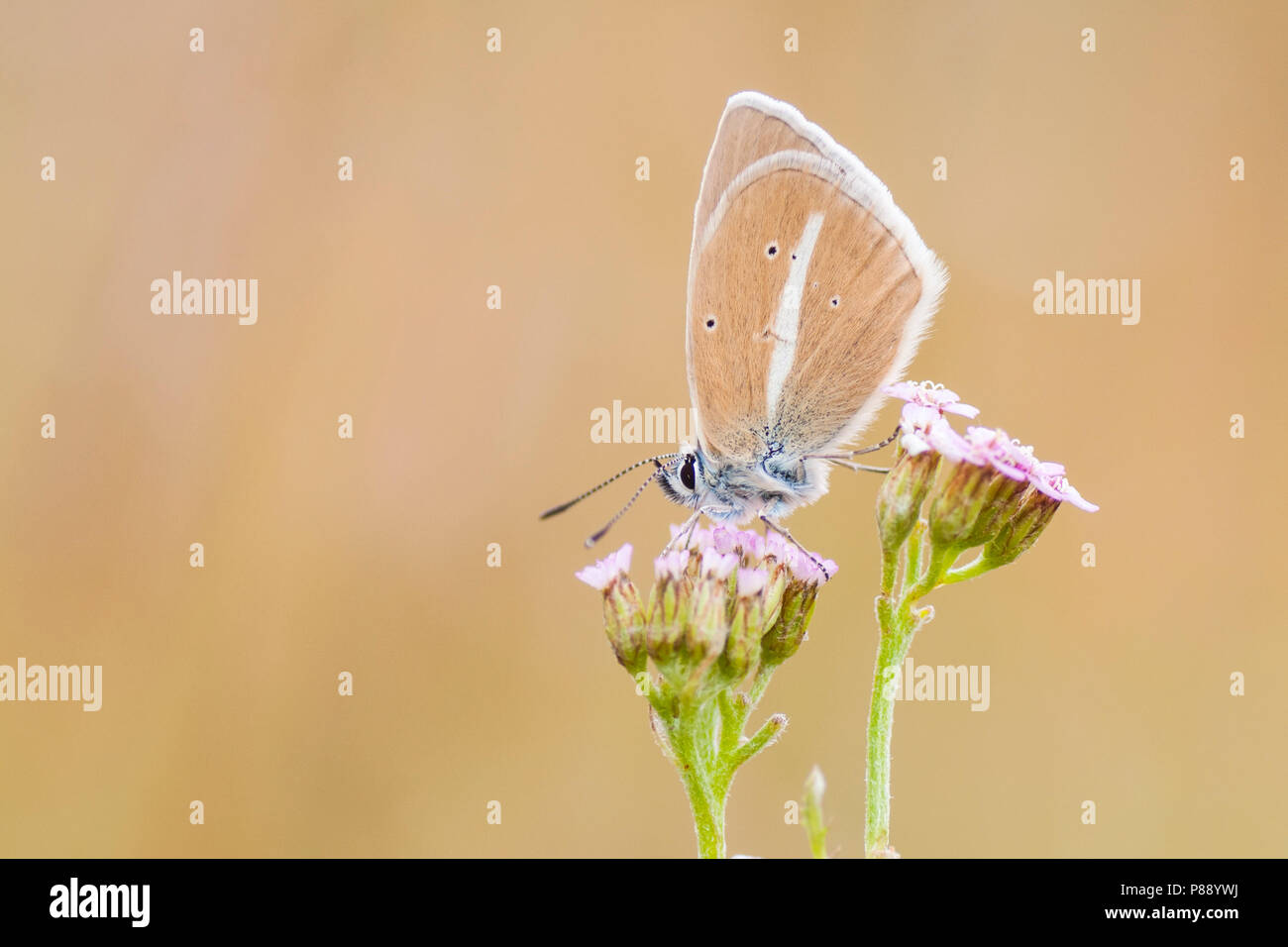 Damon blue hi-res stock photography and images - Alamy