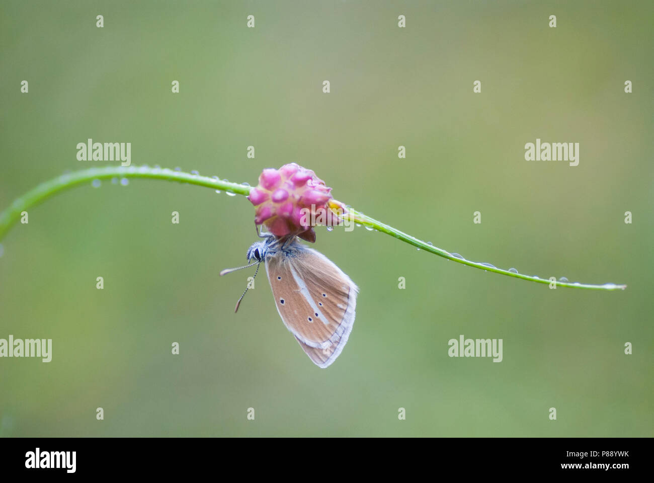 Damon blue hi-res stock photography and images - Alamy