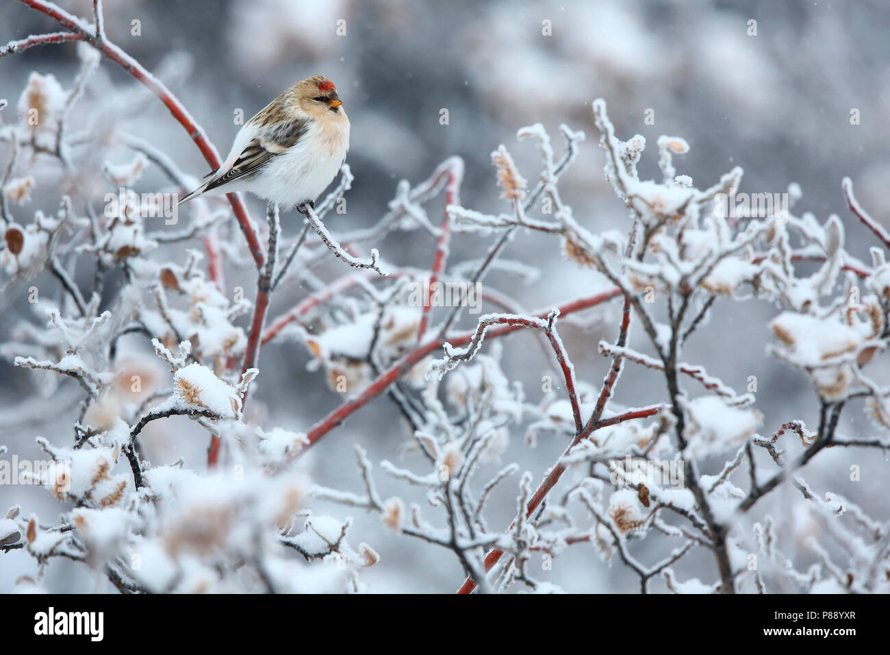 Groenlandse witstuitbarmsijs; Hornemann’s Arctic Redpol Stock Photo - Alamy