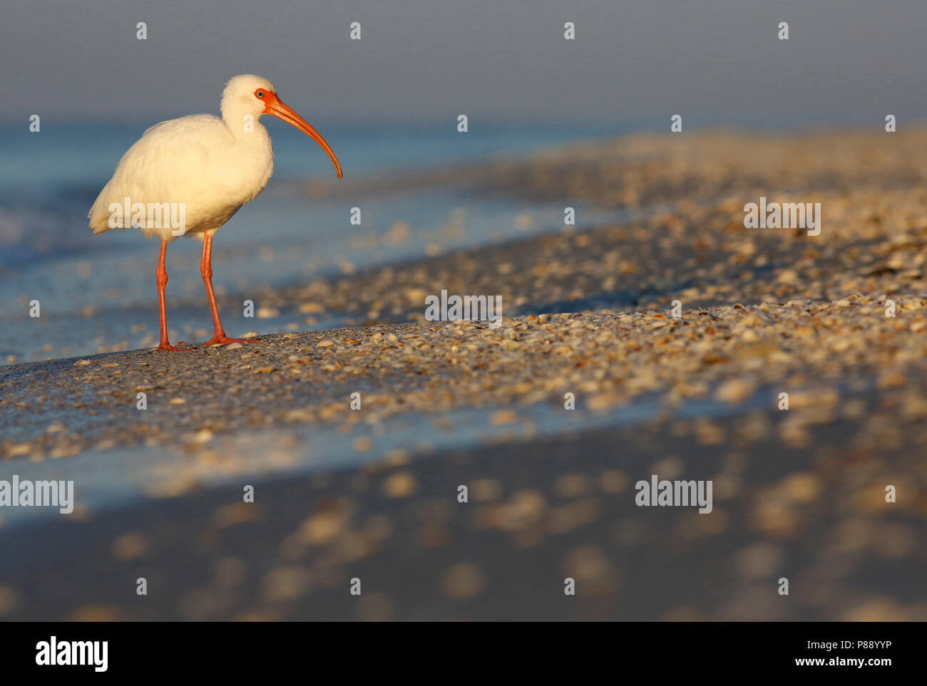 Witte ibis hi-res stock photography and images - Alamy