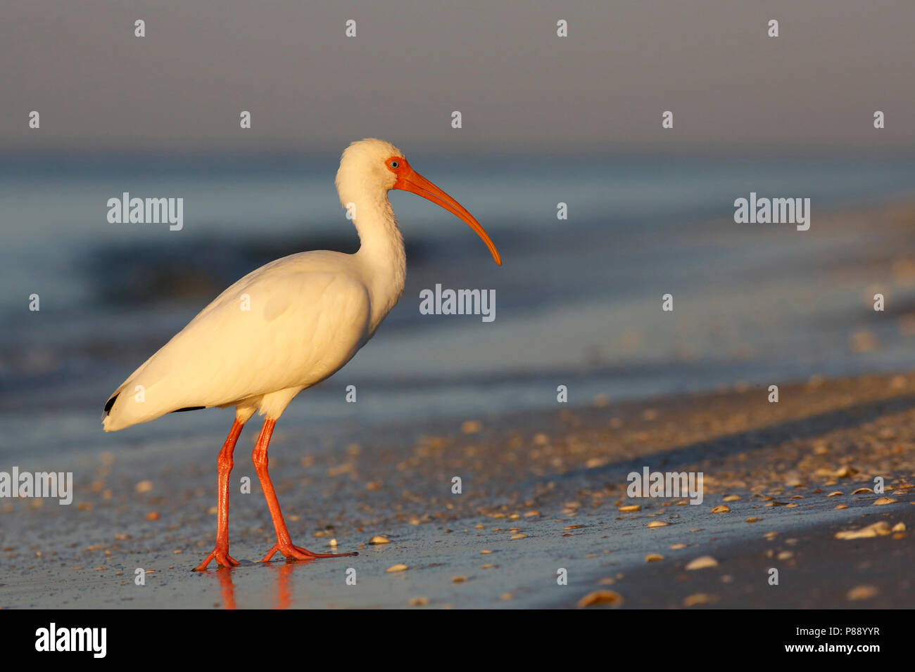 Witte Ibis High Resolution Stock Photography and Images - Alamy