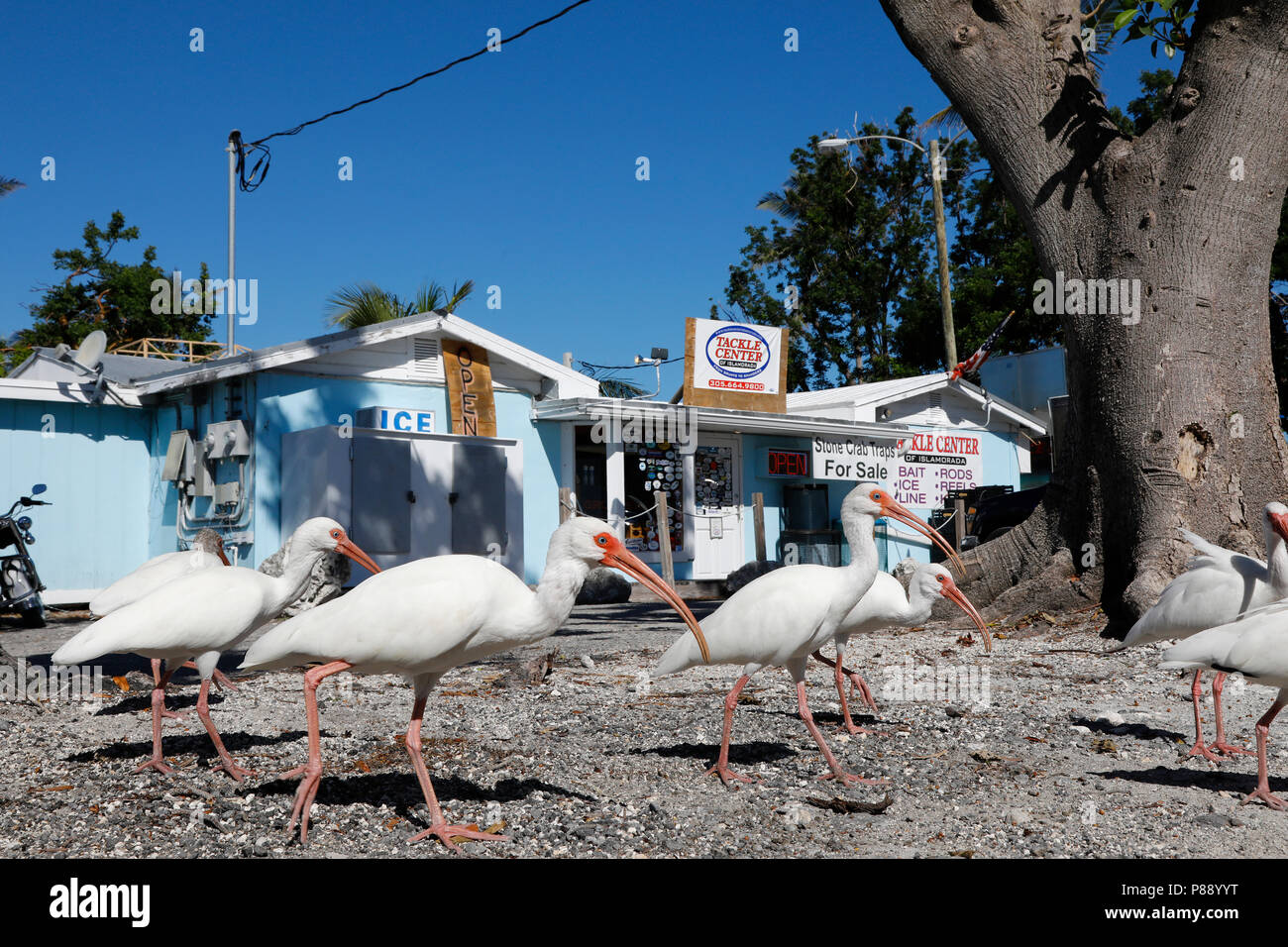 Witte ibis hi-res stock photography and images - Alamy