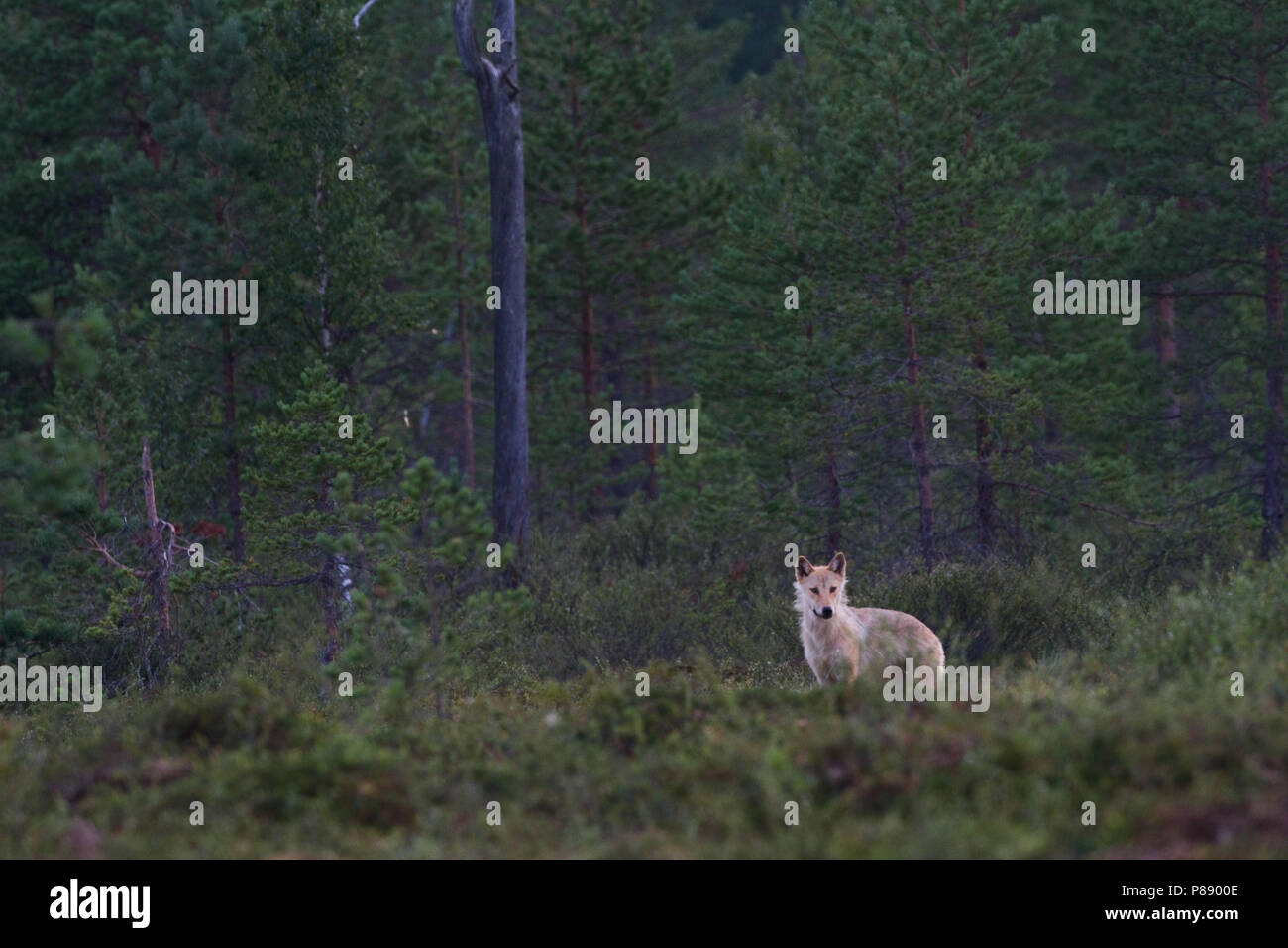 Europese wolf hi-res stock photography and images - Alamy
