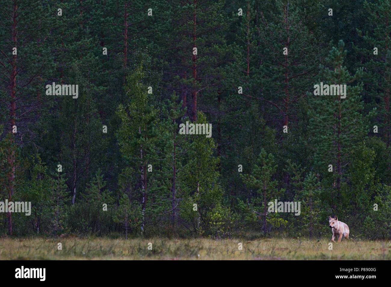 Europese wolf hi-res stock photography and images - Alamy