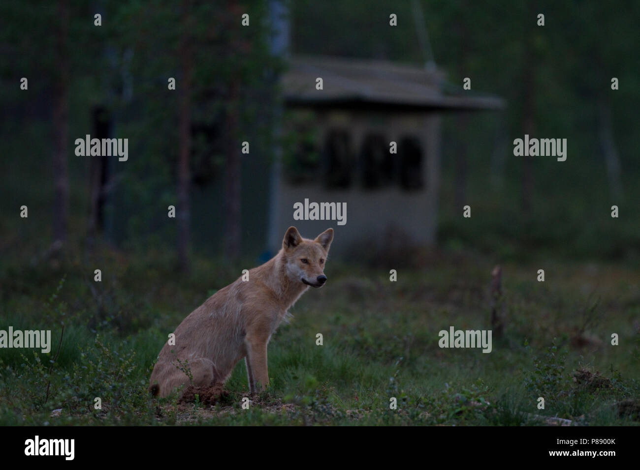 Wolf european hi-res stock photography and images - Alamy