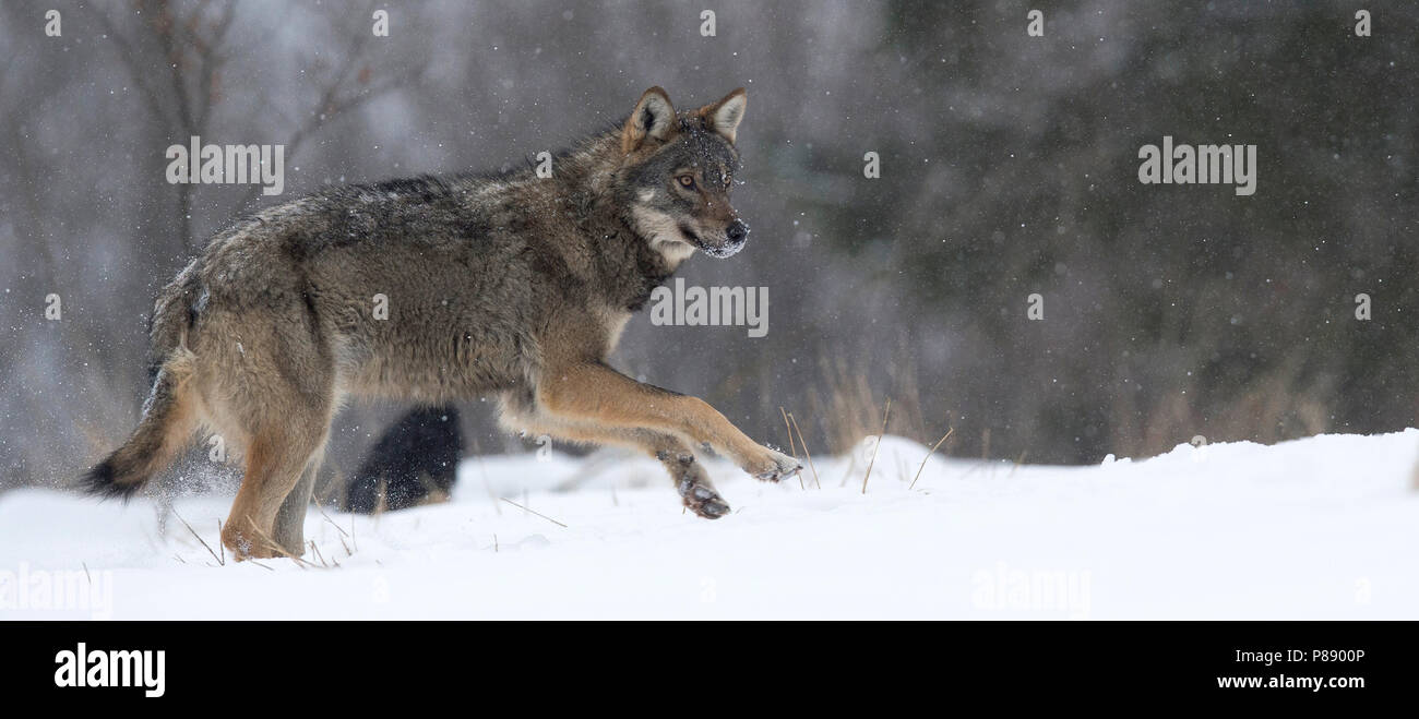 Roedel hi-res stock photography and images - Alamy