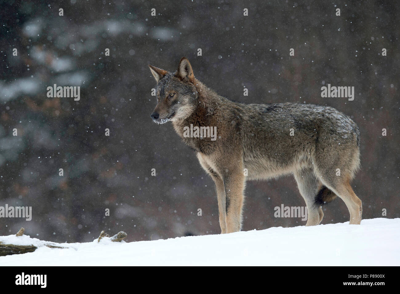 Wild European Wolf (Canis lupus) in snow covered Polen Stock Photo - Alamy