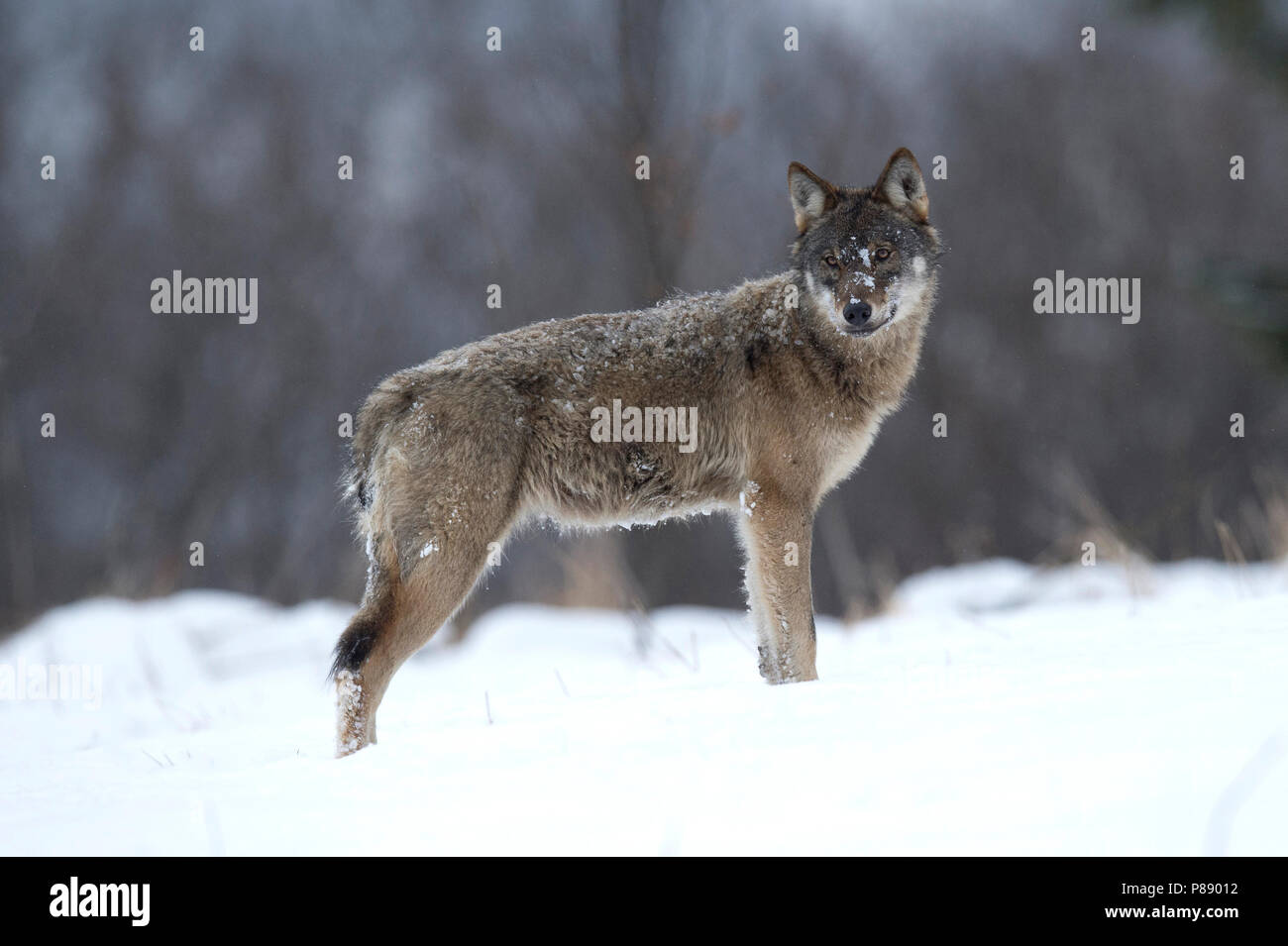 Wild European Wolf (Canis lupus) in snow covered Polen Stock Photo - Alamy