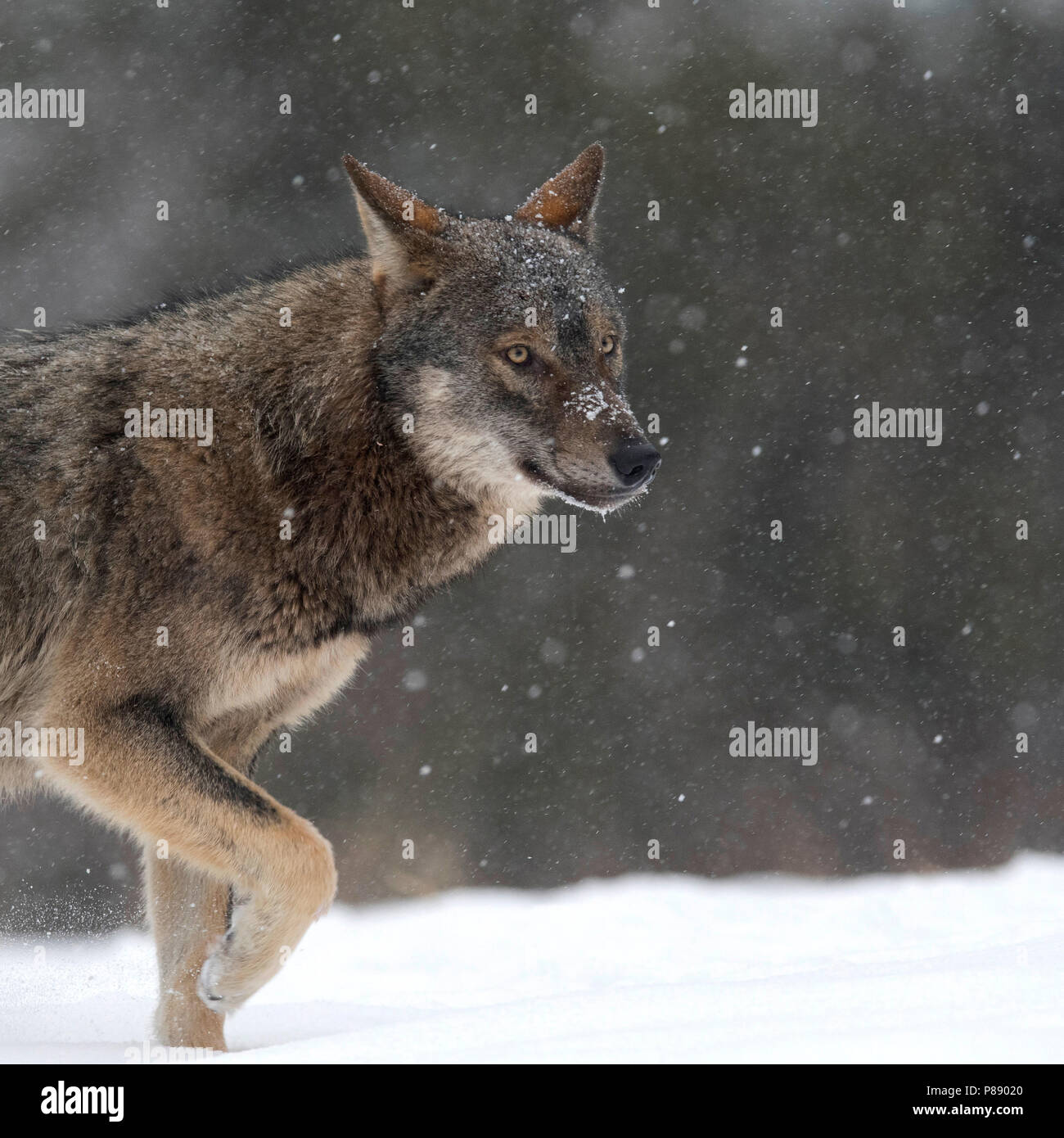 Naya wolf hi-res stock photography and images - Alamy