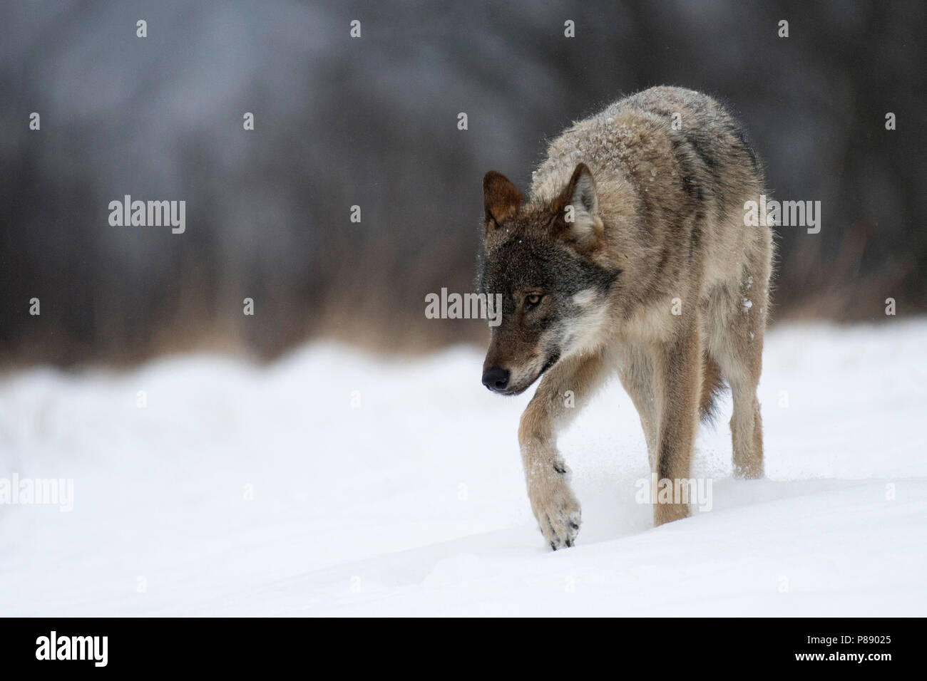 Wolf in snow hi-res stock photography and images - Alamy