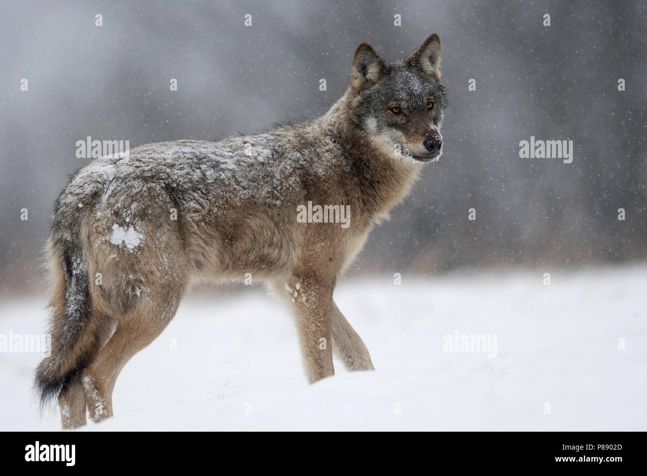 Wolf Poland High Resolution Stock Photography and Images - Alamy