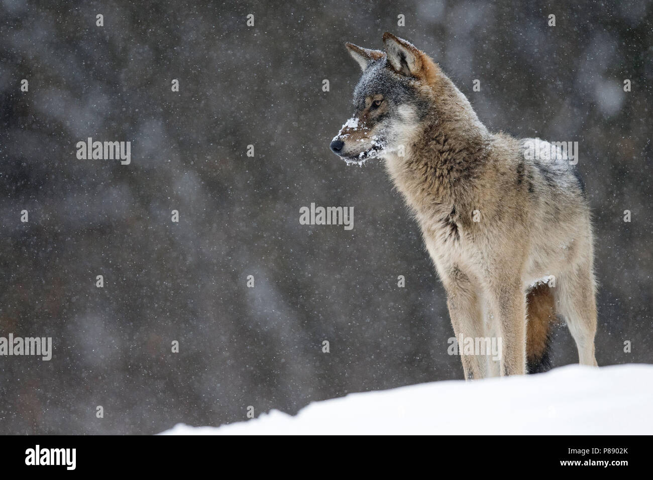 Wolf in snow covered forest in Poland Stock Photo - Alamy